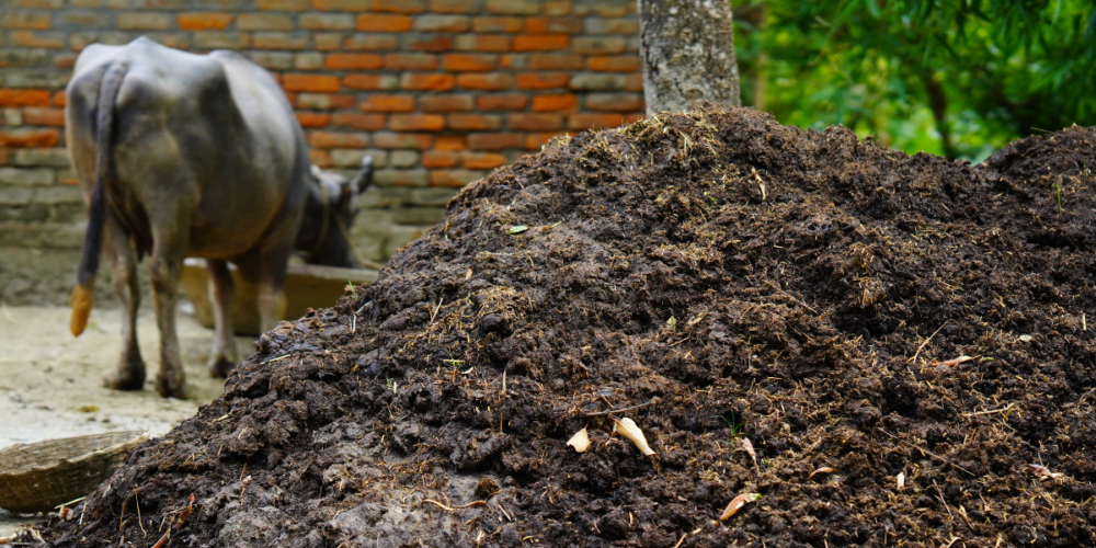 あなたの牛舎は大丈夫？牛舎の悪臭についてと解決策 - 牛体調監視システム｜CAPSULE SENSE（カプセルセンス）｜太平洋工業